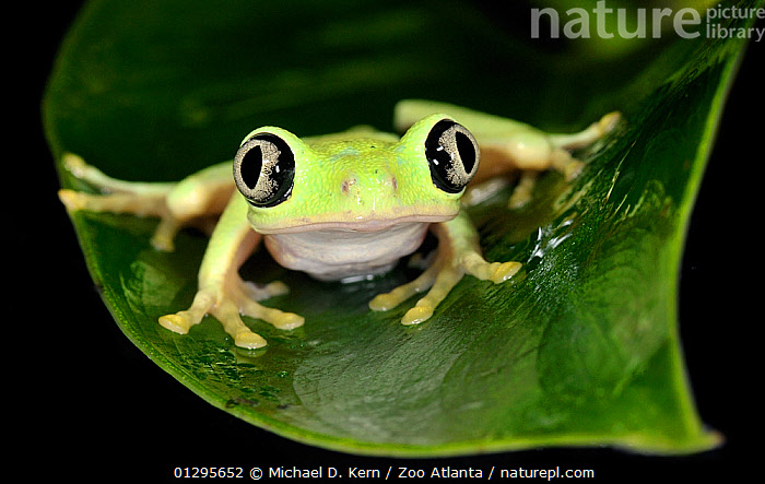 Stock photo of Lemur leaf frog (Hylomantis lemur) captive, Critically ...