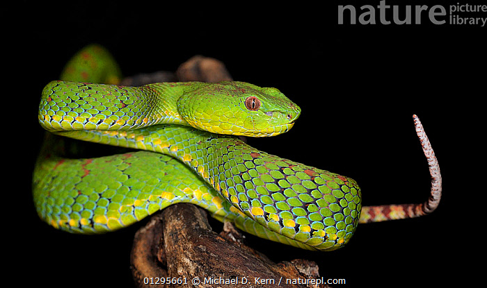 Stock photo of Philippine pitviper (Trimeresurus / Parias ...