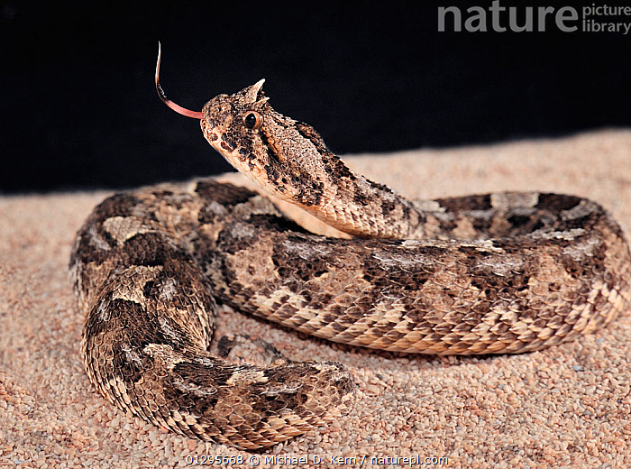 Stock photo of Horned adder (Bitis caudalis) captive, from SW Africa ...