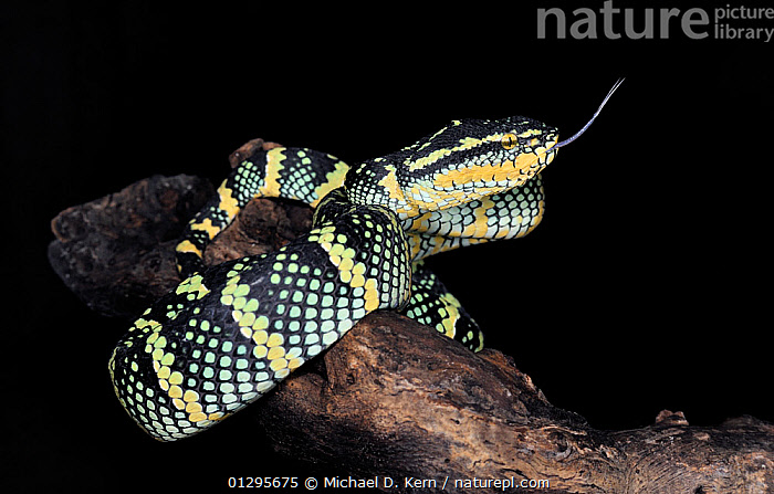 Stock photo of Wagler's / Temple pit viper (Tropidolaemus subannulatus ...