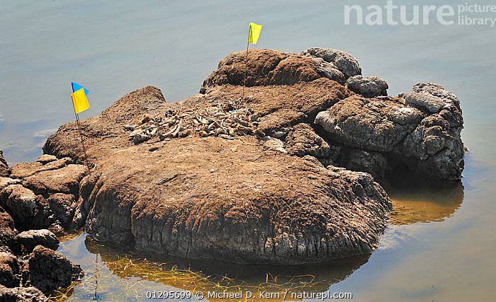 Stock photo of Flags mark the site of Forster's tern (Sterna forsteri ...