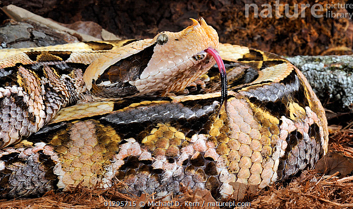 Stock photo of Gaboon viper (Bitis gabonica) with tongue exposed ...