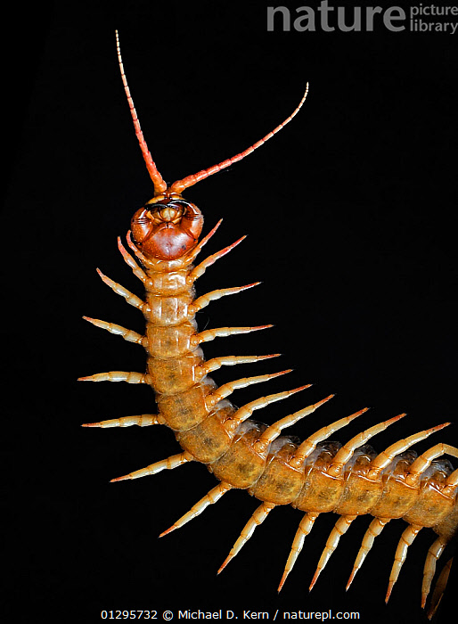 Stock photo of Malaysian giant centipede (Scolopendra ssp) from SE Asia ...