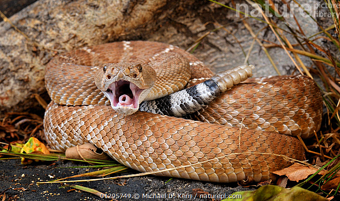 Stock photo of Red diamond rattlesnake (Crotalus ruber) mouth open ...