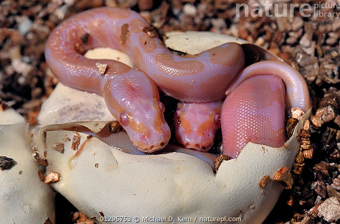 Stock photo of Ball python (Python regius) albino morphs hatching.. Available for sale on www ...