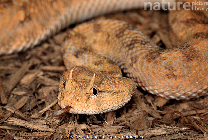 Stock photo of Desert horned viper (Cerastes cerastes) captive, from N ...