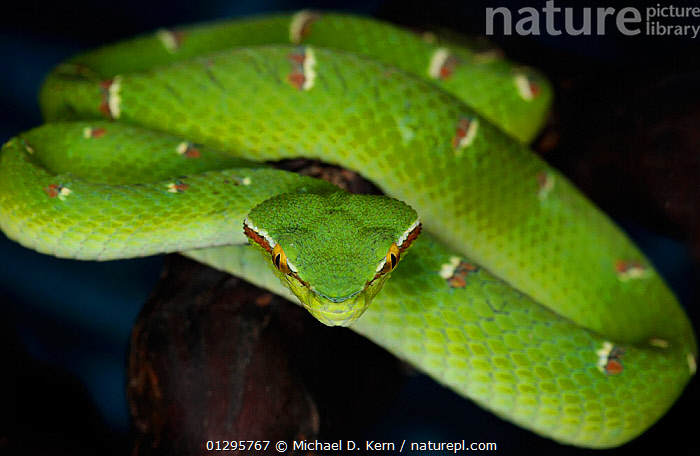 Stock photo of Temple / Wagler's pit viper (Tropidolaemus wagleri ...