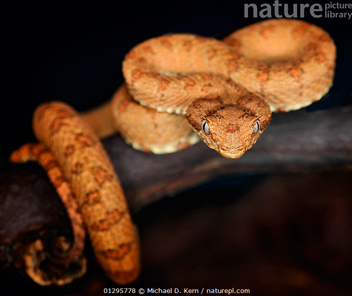 Stock photo of Eyelash viper (Bothriechis / Bothrops supraciliaris ...