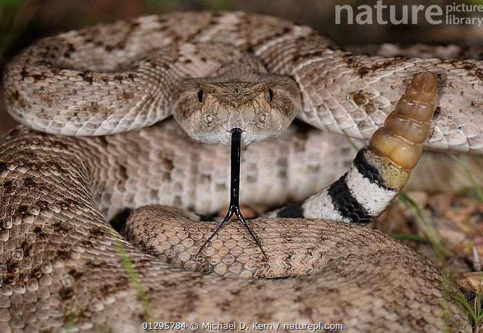 Stock photo of Western diamondback rattlesnake (Crotalus atrox) with ...