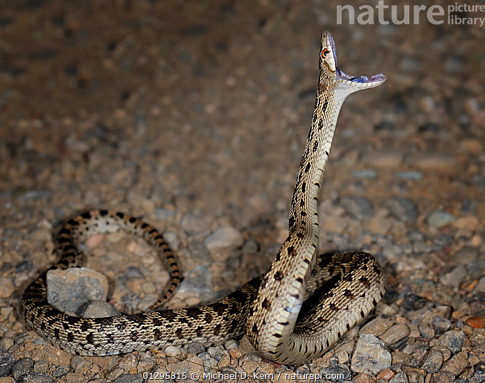 Stock photo of Pacific gopher snake (Pituophis catenifer catenifer ...