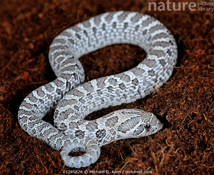 Stock photo of Western hognose snake (Heterodon nasicus nasicus) albino ...