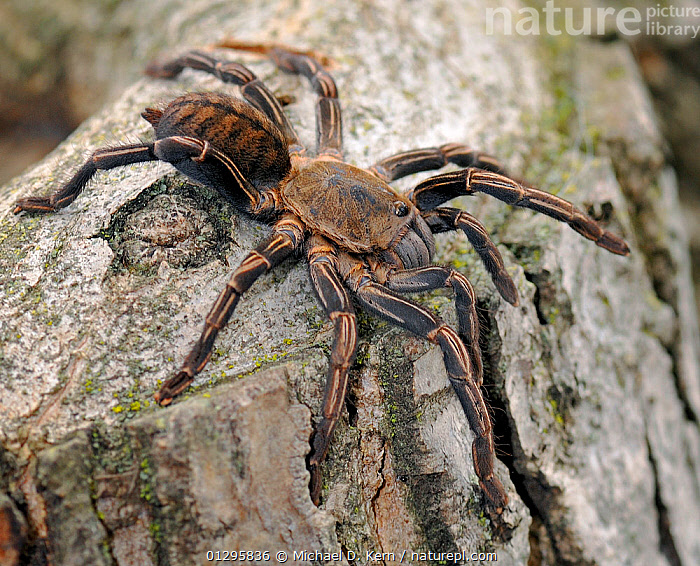 Stock photo of Thai zebra tarantula (Haplopelma albostriatum) captive ...