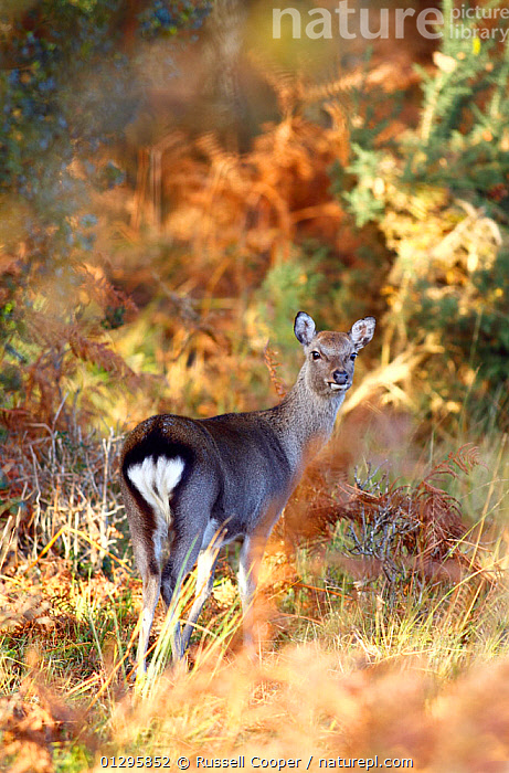 Stock photo of Sika Deer (Cervus nippon) portrait of female / hind in ...
