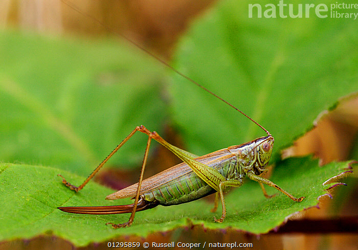 Stock photo of Long Winged Conehead (Conocephalus discolor) female at ...