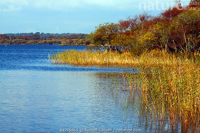 Stock photo of Little Sea Lagoon, Studland National Nature Reserve ...