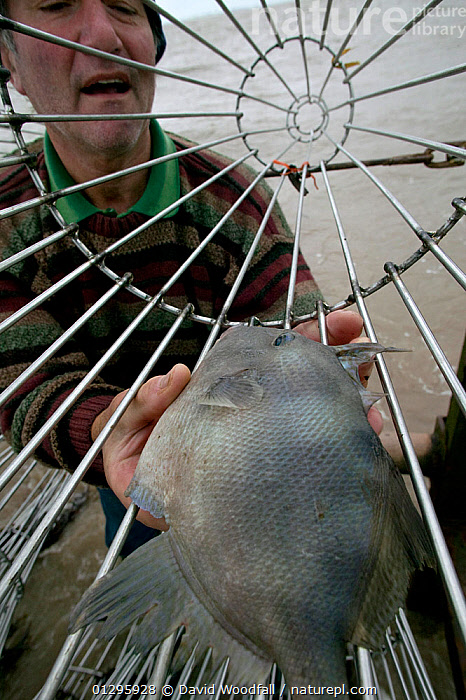 Stock photo of Putcher fisherman retrieving a Trigger fish (Balistes ...