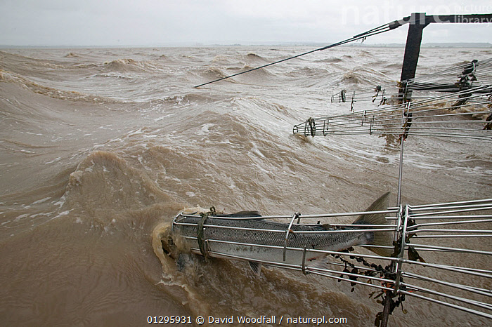 Stock photo of Atlantic salmon (Salmo salar) caught by traditional ...