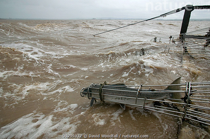 Stock photo of Atlantic salmon (Salmo salar) caught by traditional ...