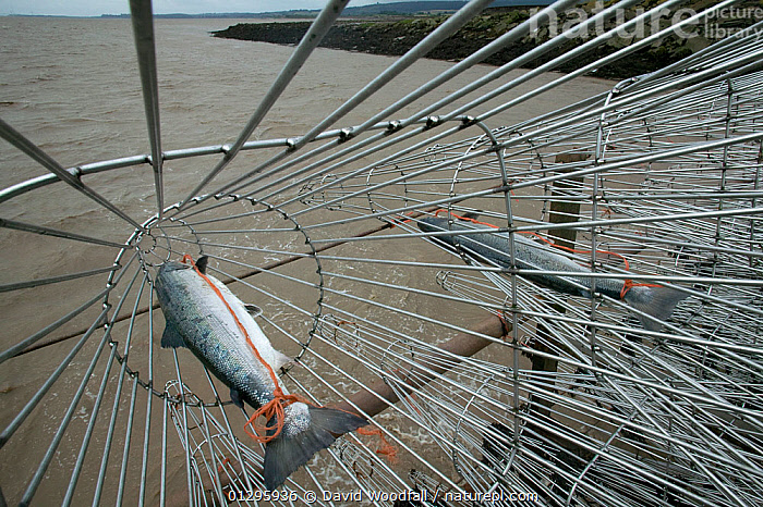 Stock photo of Atlantic salmon (Salmo salar) caught by traditional ...