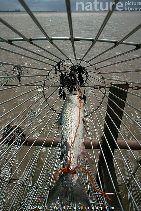 Stock photo of Putcher baskets containing Salmon (Salmo salar) This ...