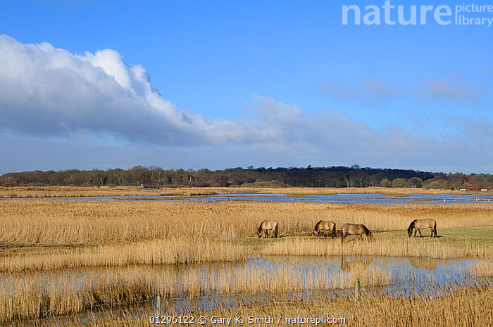 Stock photo of View of Minsmere RSPB nature reserve, with Konik ponies ...