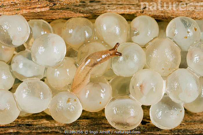 Stock photo of Netted slug (Deroceras reticulatum) hatching from egg ...