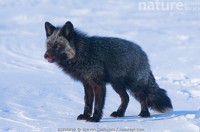 Stock photo of Portrait of Red fox (Vulpes vulpes) of silver / grey ...