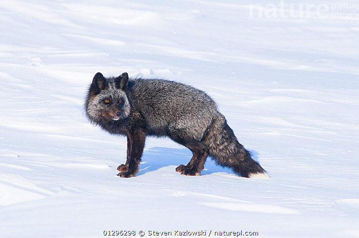 Stock photo of Portrait of Red fox (Vulpes vulpes) of silver / grey ...