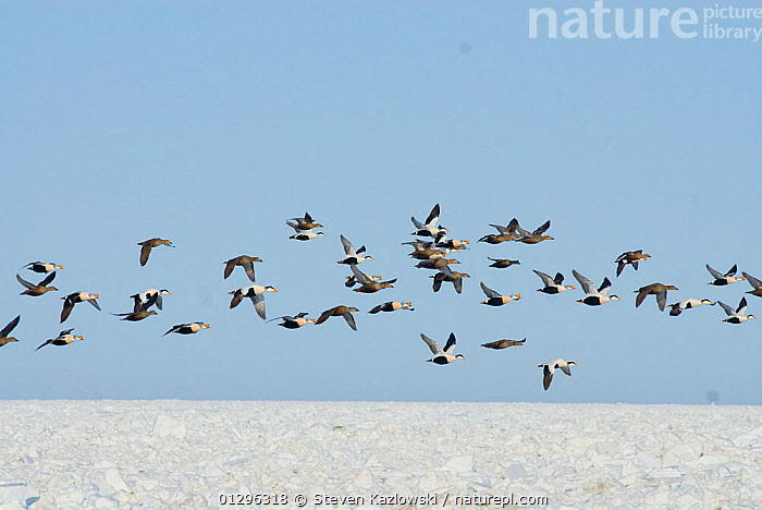 Stock photo of Mixed flock of King eider (Somateria spectabilis) and ...
