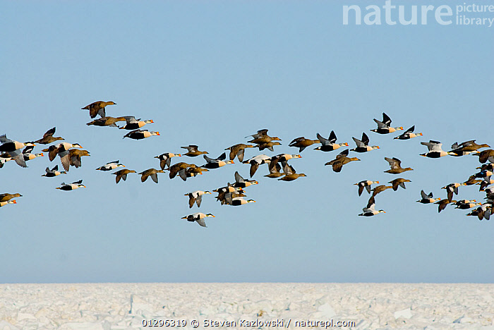 Stock photo of Mixed flock of King eider (Somateria spectabilis) and ...