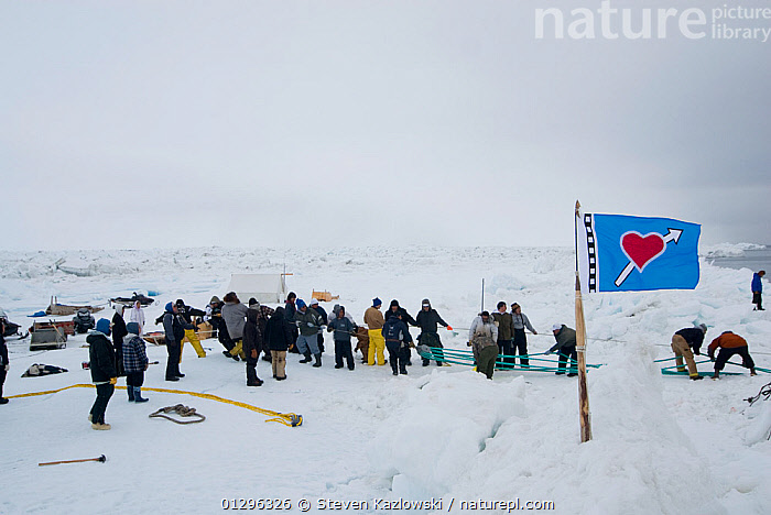 Stock photo of Residents from the Inupiaq arctic village of Barrow ...