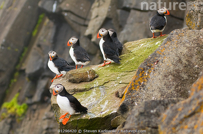 Stock photo of Small flock of Atlantic puffins (Fratercula arctica ...