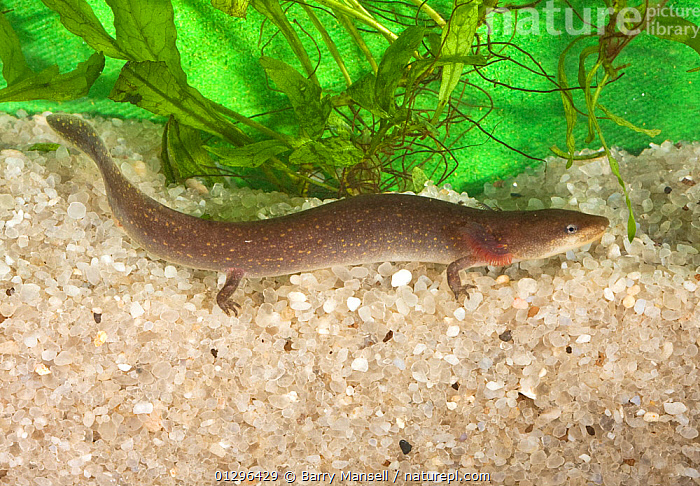 Stock photo of Dwarf waterdog (Necturus punctatus) underwater, captive ...