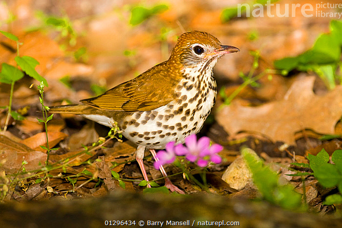 Stock photo of Wood Thrush (Hylocichla mustelina) male, High Island ...