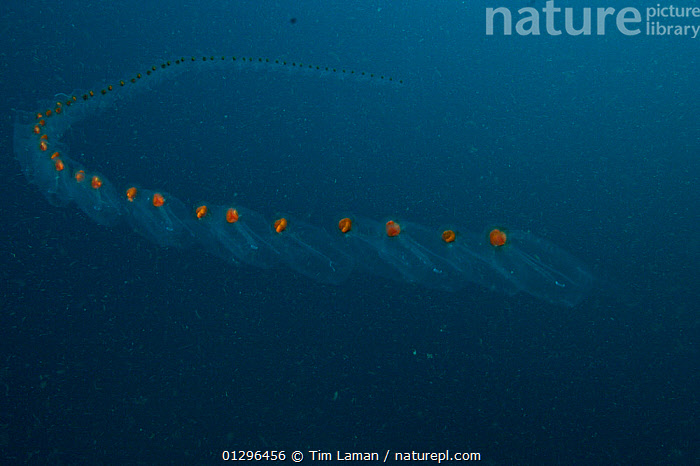 Stock photo of Salp (Salpidae) floating on the currents of Cebu island ...