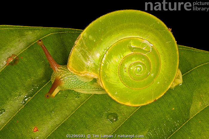 Stock photo of Rainforest snail on a leaf, tropical rainforest, Borneo ...