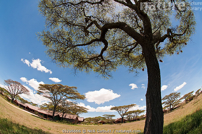 Stock photo of Acacia and Ndutu Safari Lodge. Ngorongoro Conservation ...