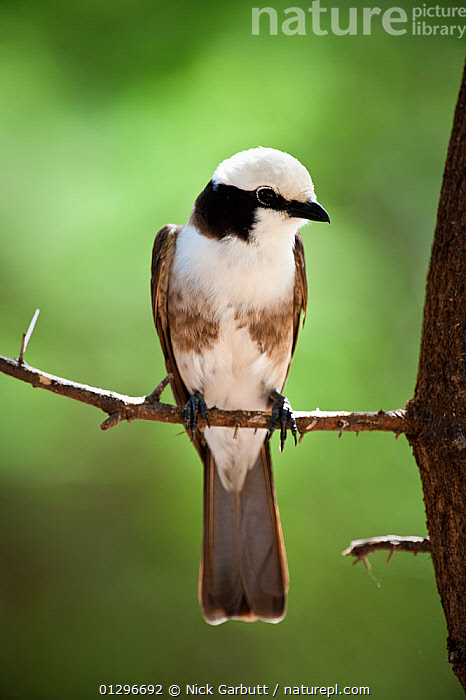 Stock photo of Northern White-crowned Shrike (Eurocephalus rueppelli ...