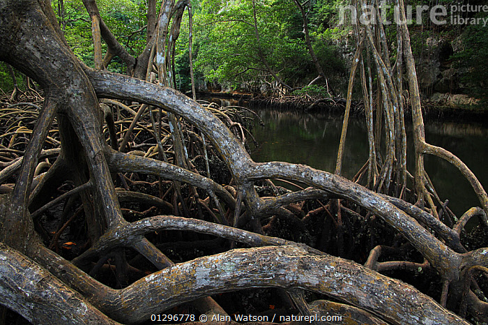 Stock photo of Stilt roots of red mangroves (Rhizophora mangle) at low ...