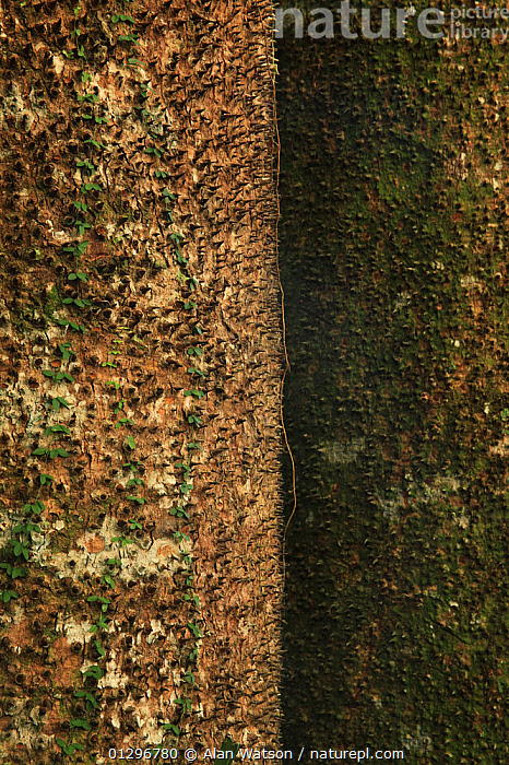 Stock photo of Spine-covered trunk of a Sandbox / Jabillo tree (Hura ...