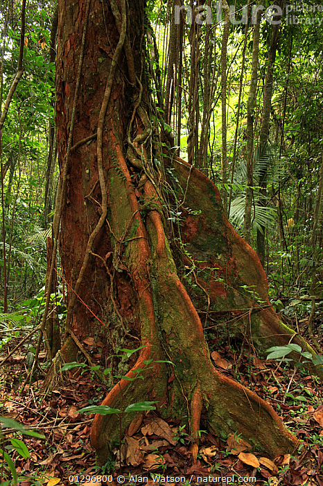 Stock photo of Buttressed base of a cola tree (Mora abbottii) in ...