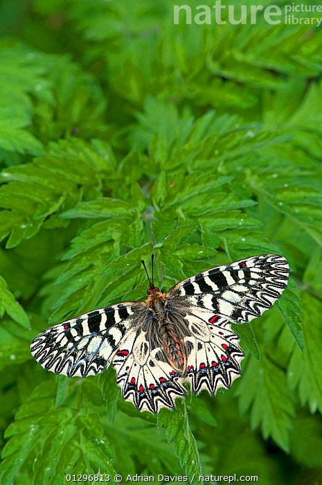 Stock photo of Southern Festoon Butterfly (Zerynthia polyxena) at rest ...