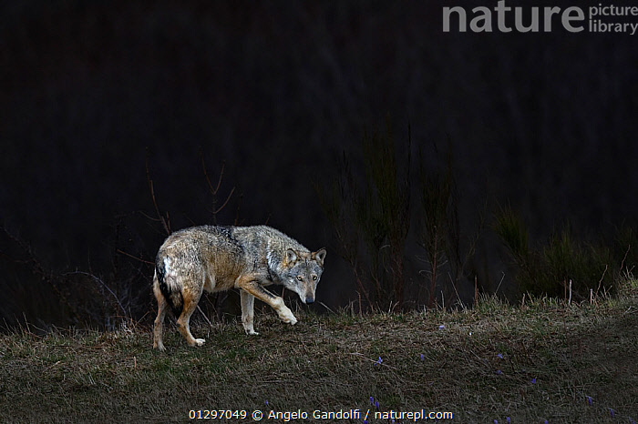 Stock photo of A wild Grey Wolf (Canis lupus) roaming on the outskirts ...