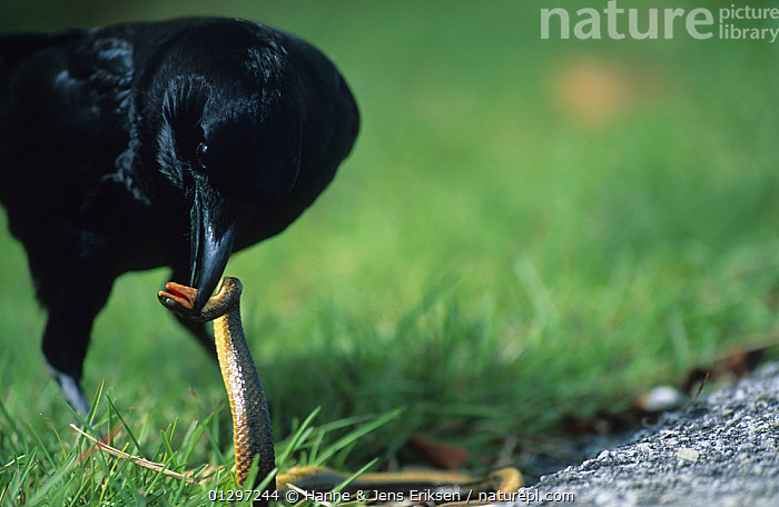 Stock photo of American crow {Corvus brachyrhynchos} feeding on snake ...