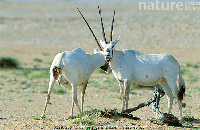 Stock photo of Arabian oryx {Oryx leucoryx} male and female interacting ...