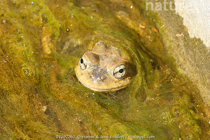 Stock photo of Arabian toad {Bufo arabicus} close-up of head, in water ...