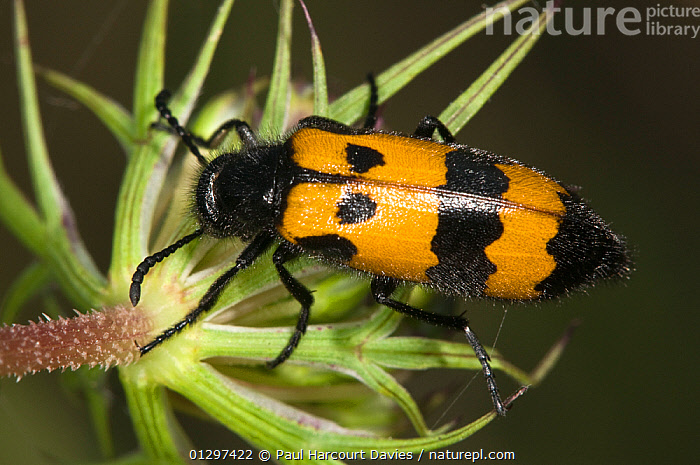 Stock photo of Yellow Meloid / Blister Beetle (Mylabris variabilis) on ...