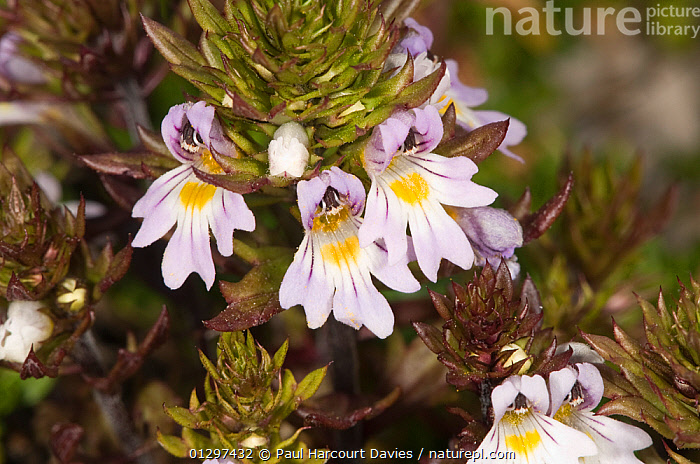 Stock photo of Alpine eyebright (Euphrasia alpina) close-up of ...
