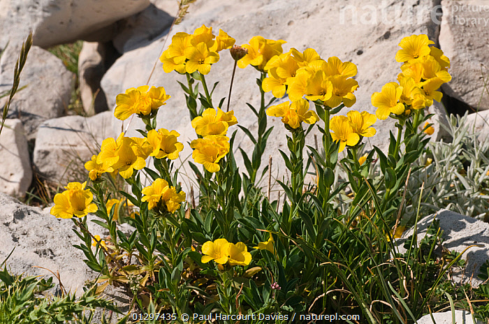 Stock photo of Yellow flax (Linum flavum) in flower, by a wall ...