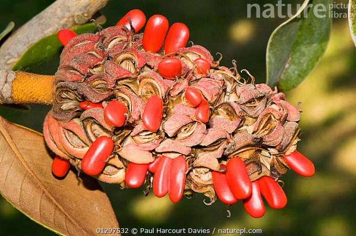 Magnolia Grandiflora Fruit